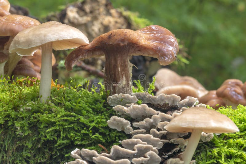 Various Toadstools Grow on an Old Tree Trunk in the Moss Stock Photo ...