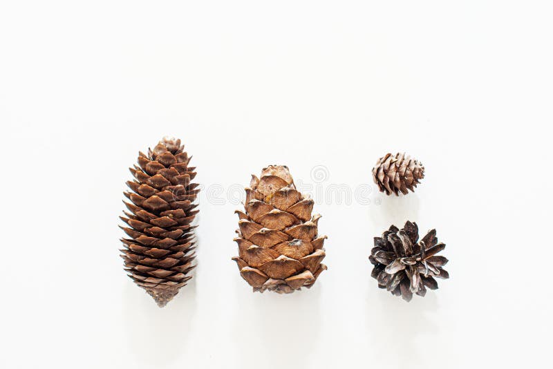 Various Tree Cones Isolated Stock Photo - Image of botanical, natural ...