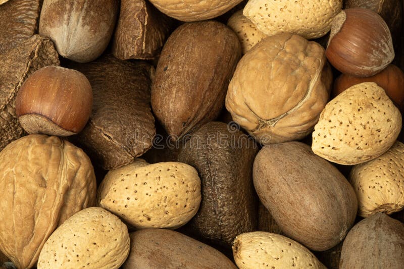 Various tree nuts closeup stock image. Image of variety - 318002911