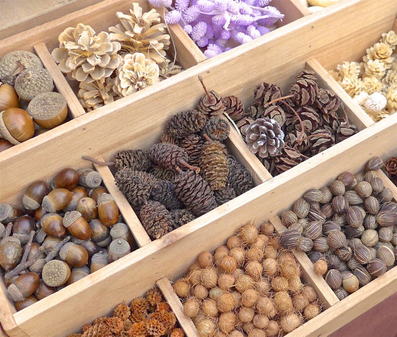 Various of tree seeds stock image. Image of paper, green - 69894995