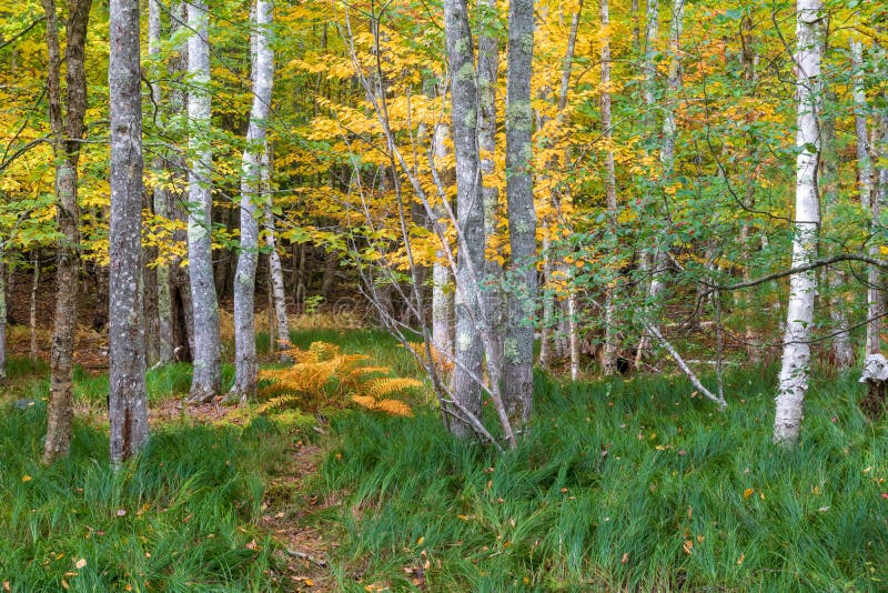 Various Tree Trunks with Autumn Leaves in Acadia National Park Stock ...