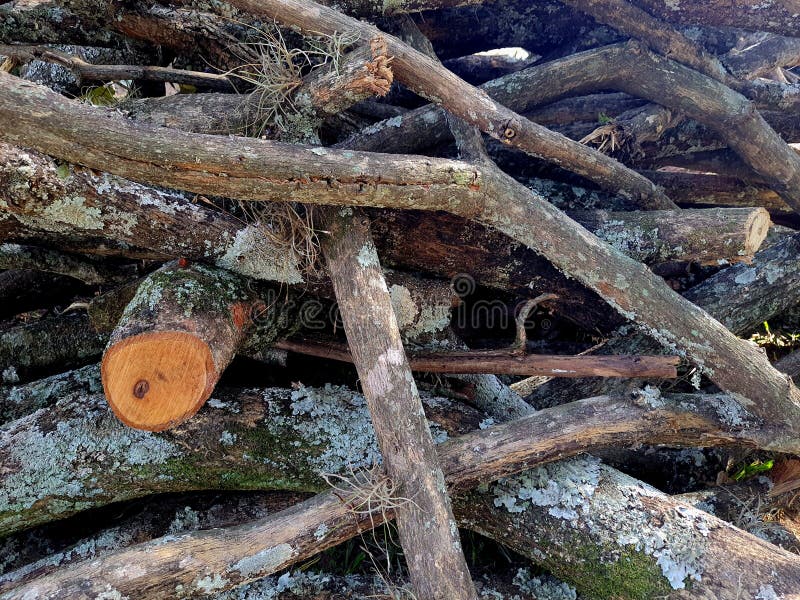 Various Tree Trunks Cut after Pruning Old Trees, Full Screen Front View ...
