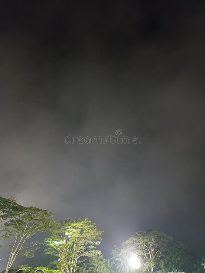 Various Trees Exposed To Lights at Night Stock Image - Image of trees ...