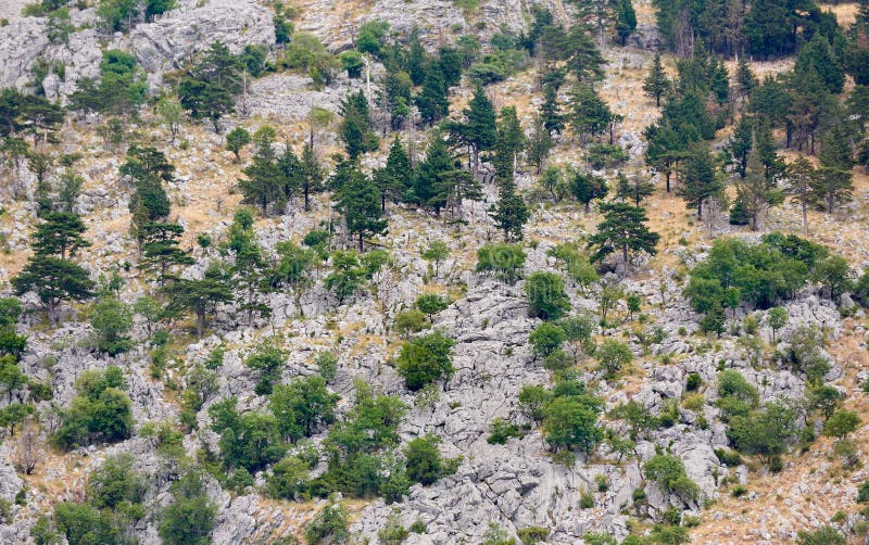Various Trees Grow on the Mountainside in the Rock Stock Photo - Image ...