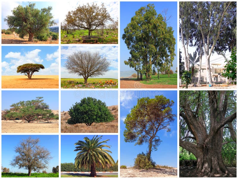 Various trees of Israel stock image. Image of breathe - 66488095