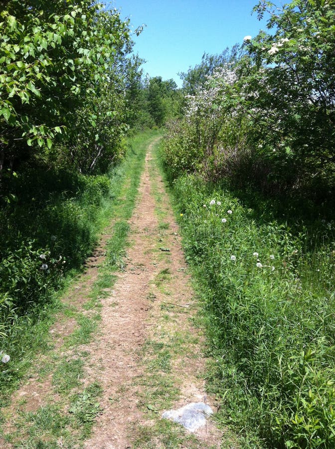Various Trees in Newfoundland, Canada Stock Image - Image of trees ...