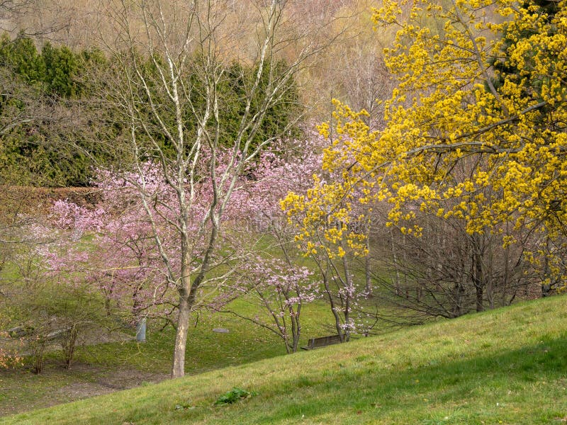 Various Trees and Shrubs in the Park. Stock Image - Image of park ...