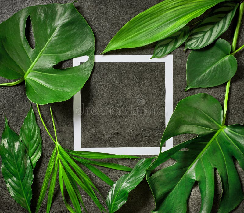 Various Tropical Leaves and White Paper Frame Stock Image - Image of ...