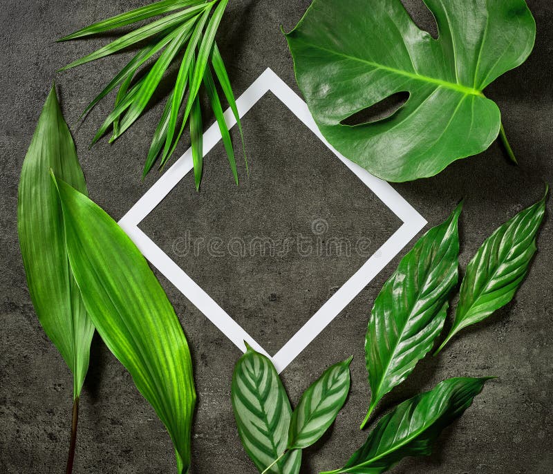 Various Tropical Leaves and White Paper Frame Stock Photo - Image of ...