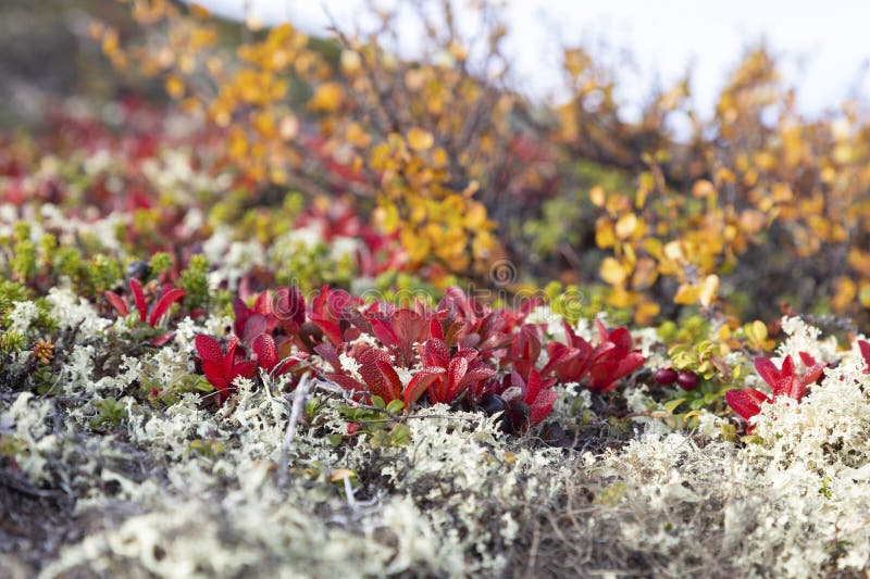 Various Tundra Plants Close-up in Autumn Stock Image - Image of ...