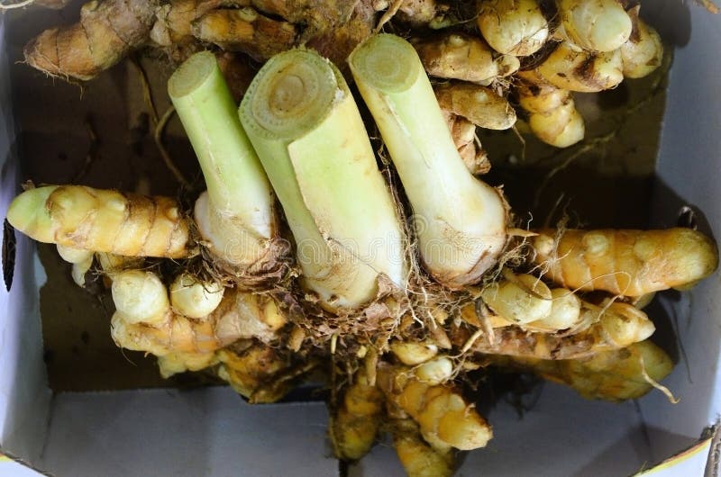 Turmeric (Curcuma Longa) in the Box Stock Photo - Image of curcuma ...