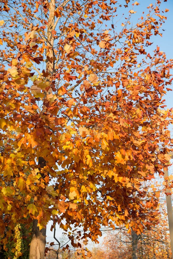 Various Types of Autumn Tree Branch Stock Photo - Image of mockup ...