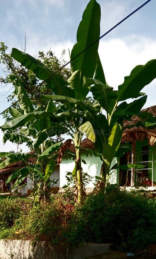 Various Types of Banana Trees Planted in the Yard Stock Image - Image ...