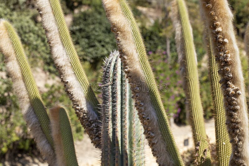 Various Types of Cacti in Tropical Climates. Stock Photo - Image of ...