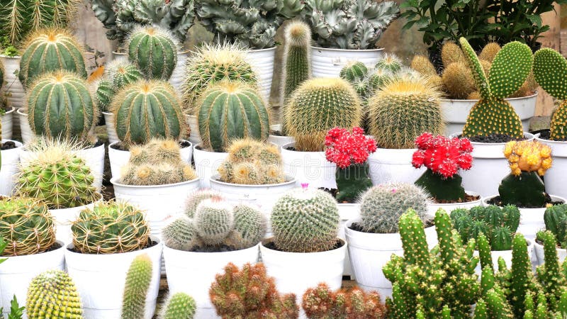 Various Types of Cactus or Cacti in Pots in the Garden Stock Photo ...