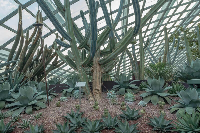 Various Types of Cactus in Flower Dome, Singapore Stock Photo - Image ...