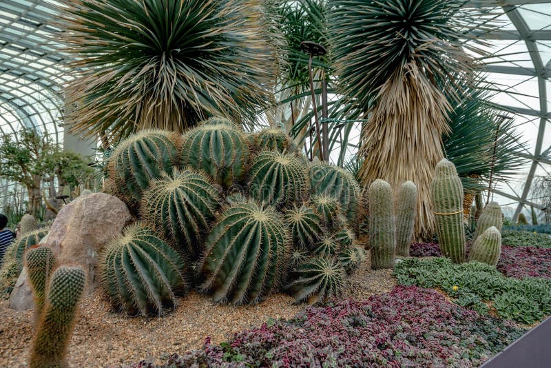 Cactus in a dome stock photo. Image of botanical, brown - 64865094