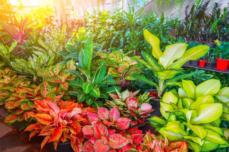 Various Types and Colors Aglaonema Leaves with Green Edge, with Leaves ...