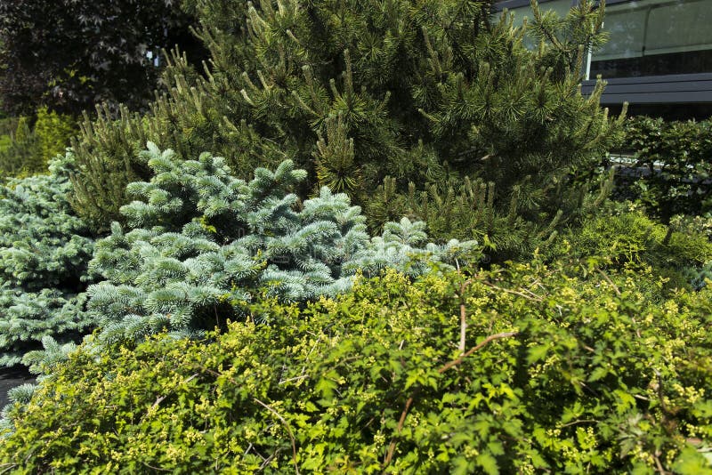 Various Types of Conifers Decorate the Garden Stock Image - Image of ...