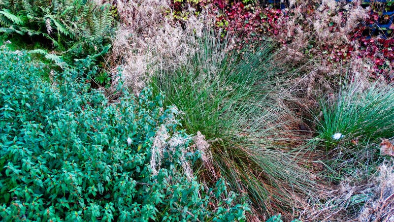 Various Types of Dry Grass Plants Stock Photo - Image of grass, types ...