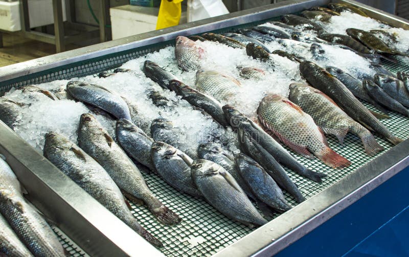 Various Types of Fish Covered with Ice on the Counter Stock Image ...