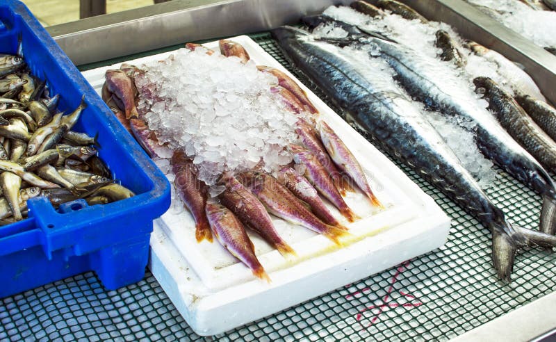 Various Types Fish Covered Ice Counter Stock Photos - Free & Royalty ...