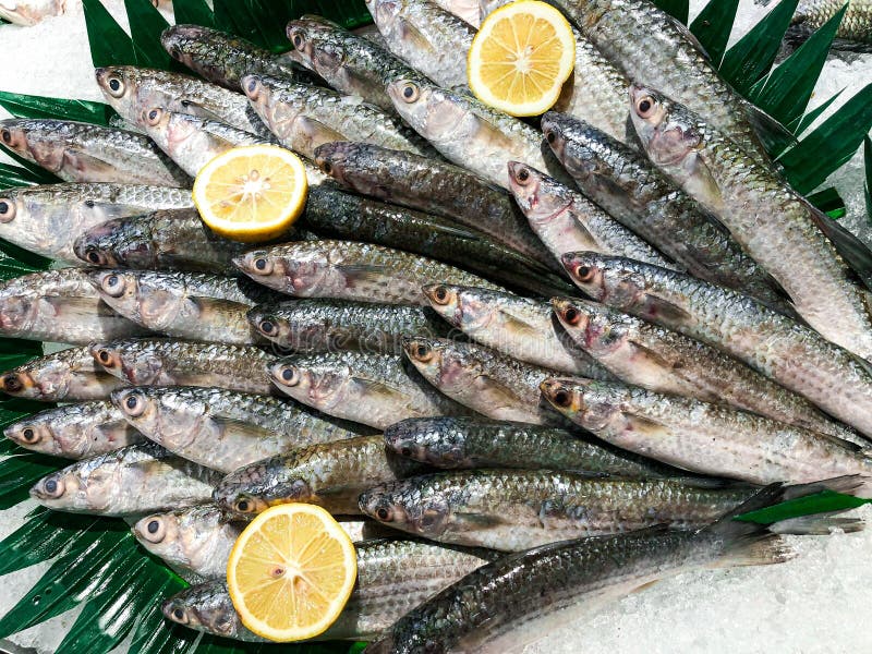 Various Types of Fresh Fish are on the Market Stock Image - Image of ...