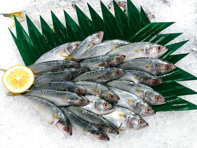 Various Types of Fresh Fish are on the Market Stock Photo - Image of ...