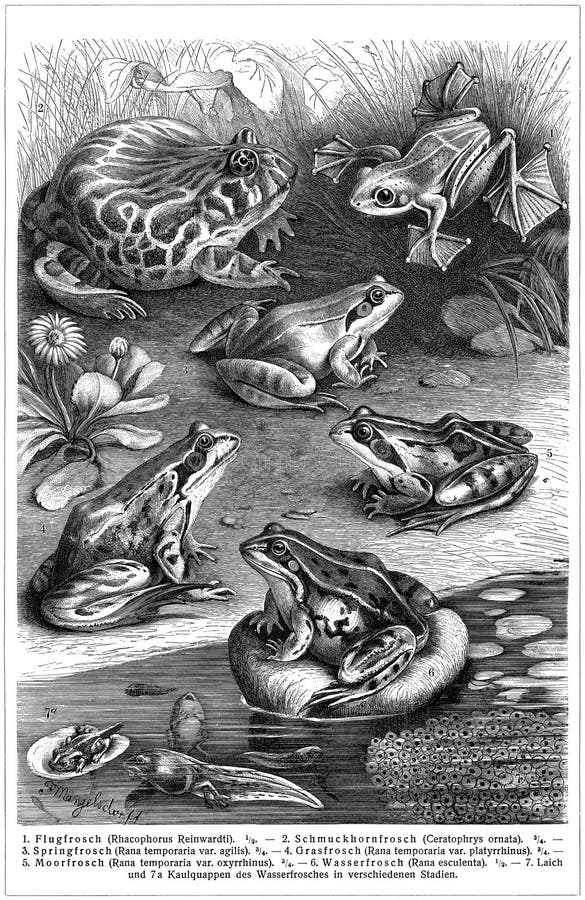 Various Types of Frogs, Eggs and Tadpoles and Stages of Their ...