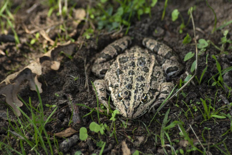 Frogs, Resting on a Leaf, in the Water, on the Muddy Soil Stock Image ...
