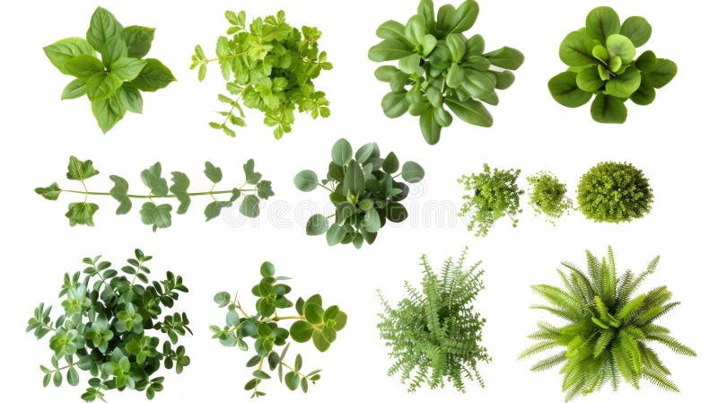 Various Types of Green Plants - Generative AI Stock Photo - Image of ... Various Types of Green Plants - Generative AI Stock Photo - Image of ...