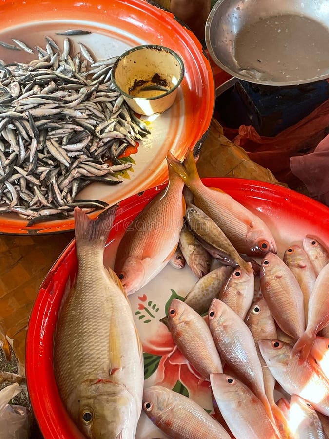 Various Types of Large Fish and Small Fish that are Fresh Stock Image ...