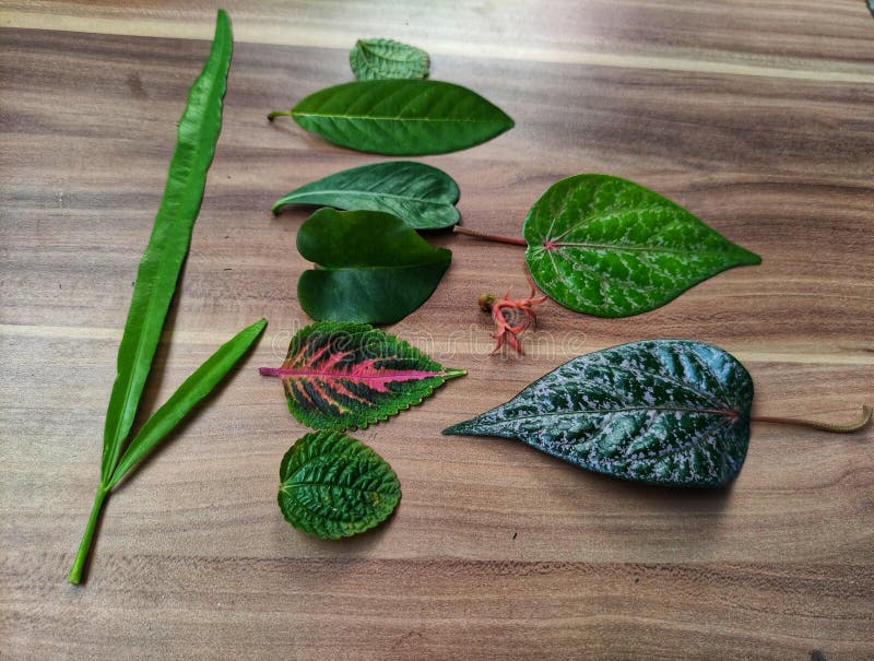 Various Types of the Leaf Texture Stock Photo - Image of grass, produce ...