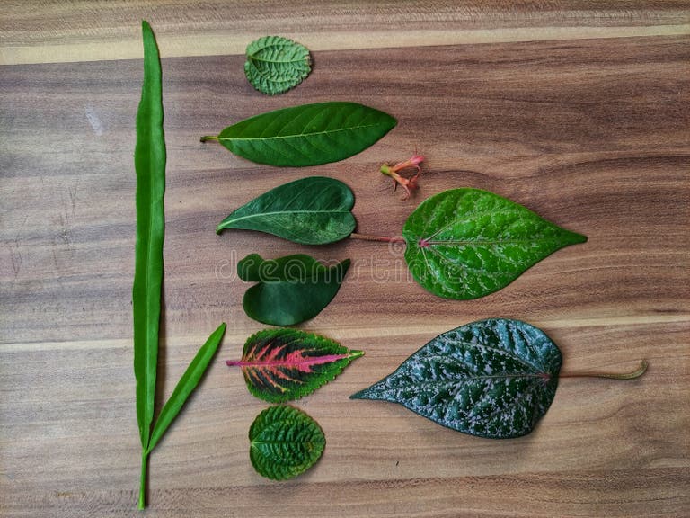 Various Types of Leaves Witu Beautiful Pattern Stock Image - Image of ...