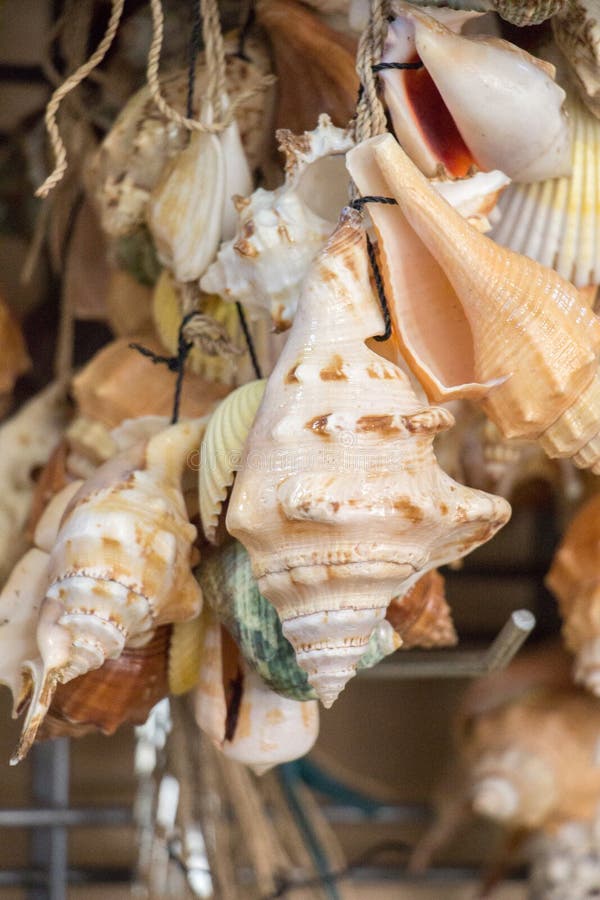 Various Types of Little Seashells Stock Image - Image of summertime ...
