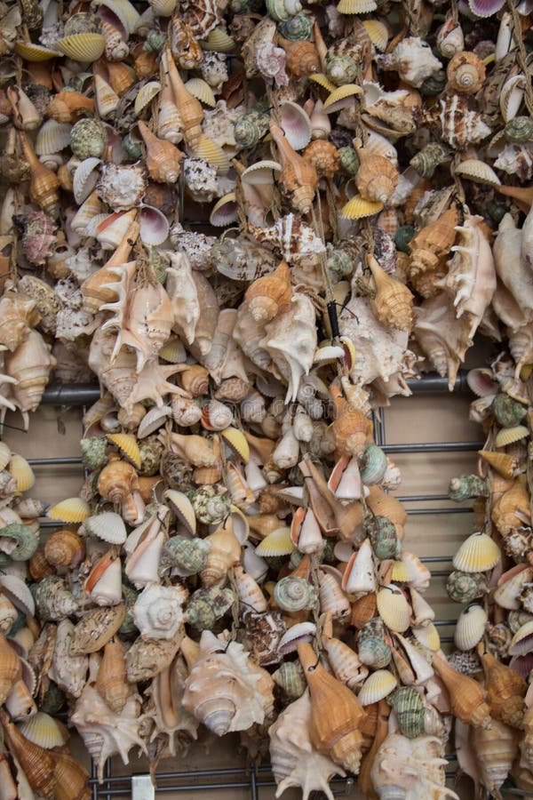 Various Types of Little Seashells Attached on a Net Stock Image - Image ...