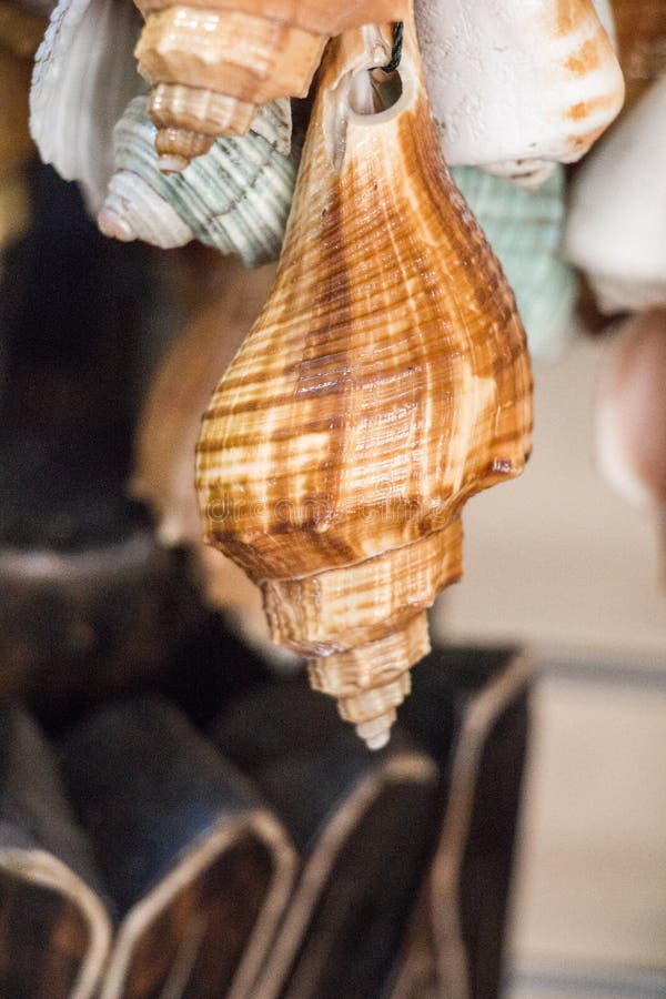 Various Types of Little Seashells Stock Photo - Image of travel, coast ...