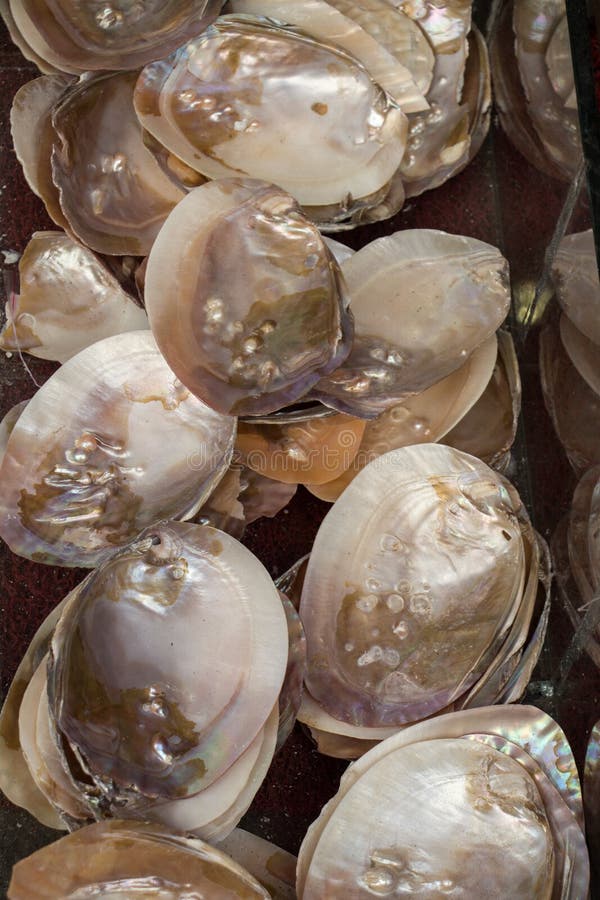 Various Types of Little Seashells Stock Photo - Image of travel ...