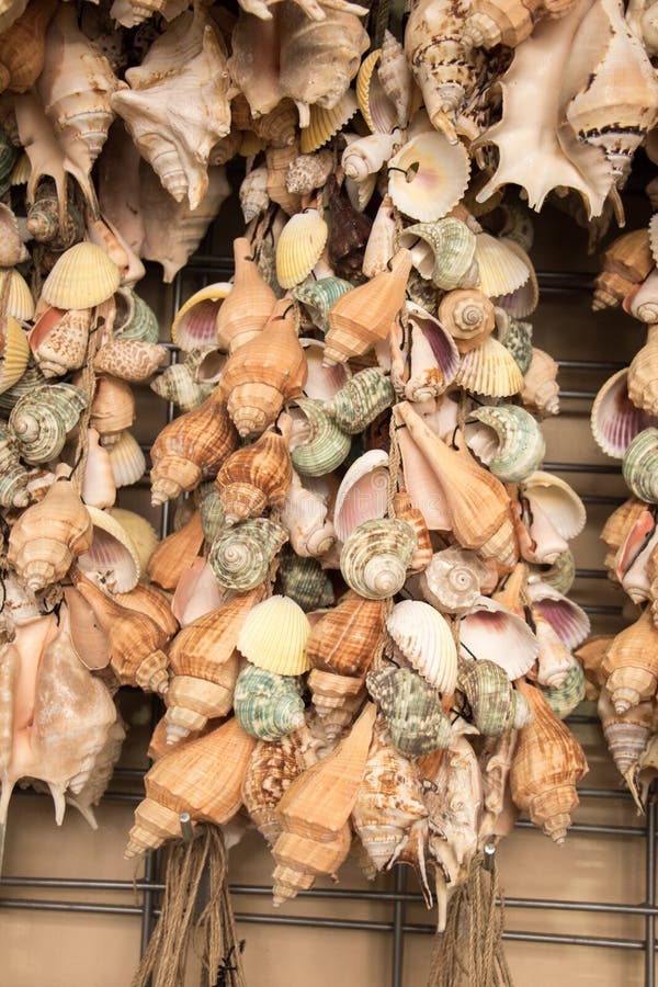 Various Types of Little Seashells Stock Image - Image of coast, texture ...