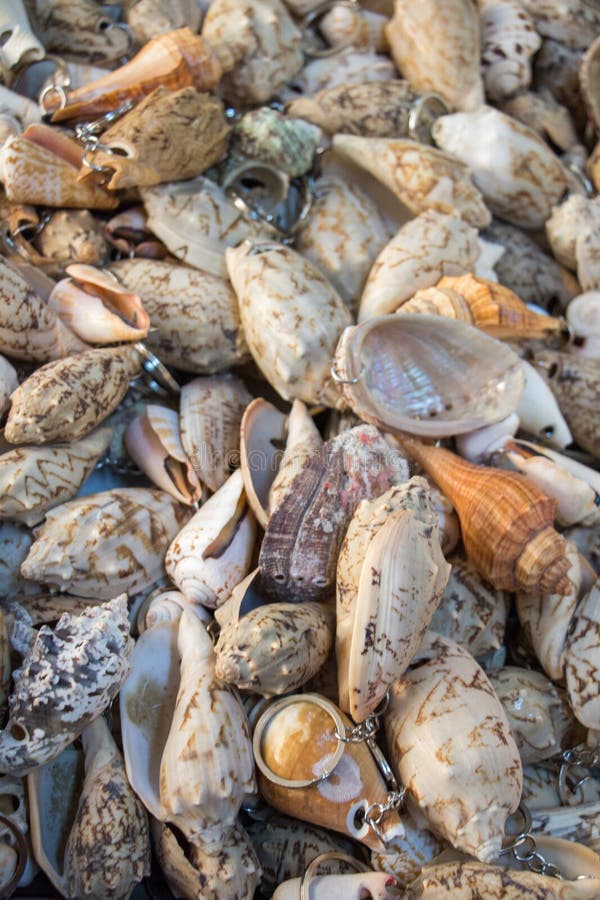 Various Types of Little Seashells Stock Image - Image of summertime ...
