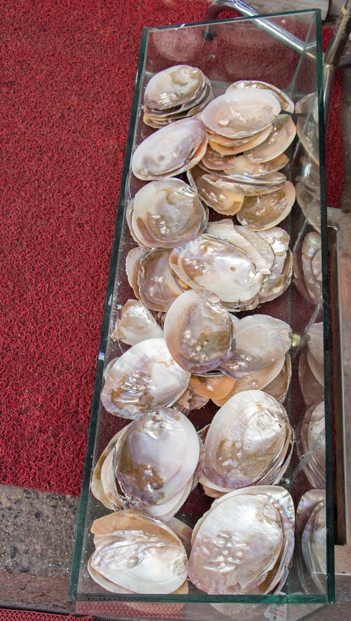 Various Types of Little Seashells Stock Image - Image of frame, coast ...