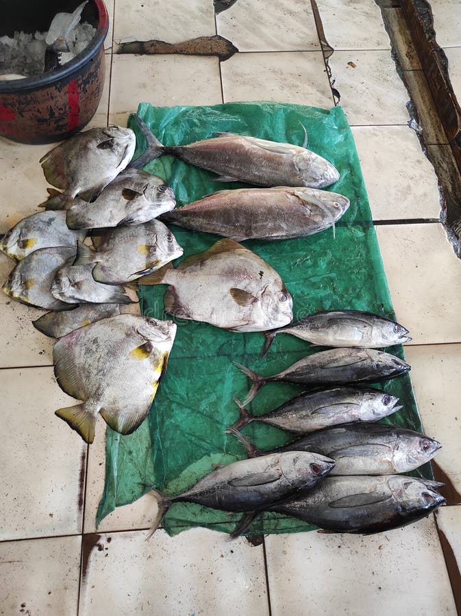 Various Types of Marine Fish Sold in Traditional Markets Stock Image ...