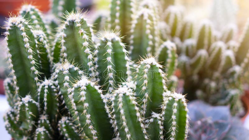 Various Types of Mini Cactus, Zebra Plant Stock Image - Image of mini ...