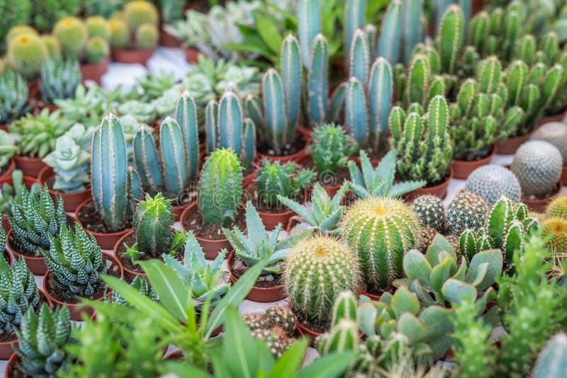 Various Types of Miniature Cactus Pot Stock Photo - Image of small ...