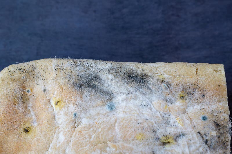 A Variety of Mold Fungi on a Loaf of Bread. Mold Growing on a Loaf of ...