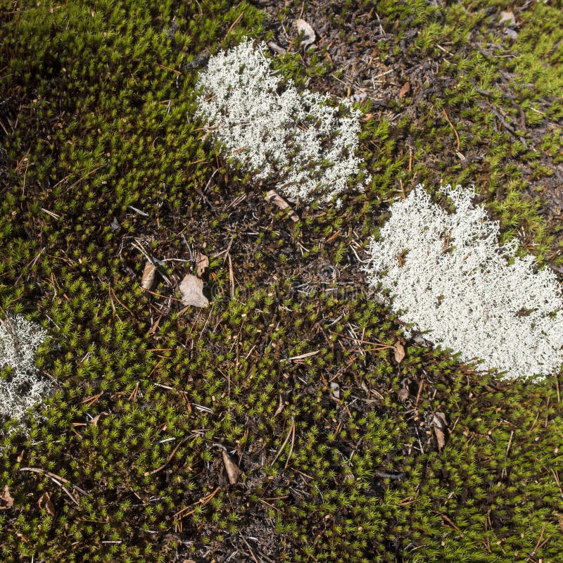 Small Spots of Green Moss on Dark Stone Surface Stock Photo - Image of ...
