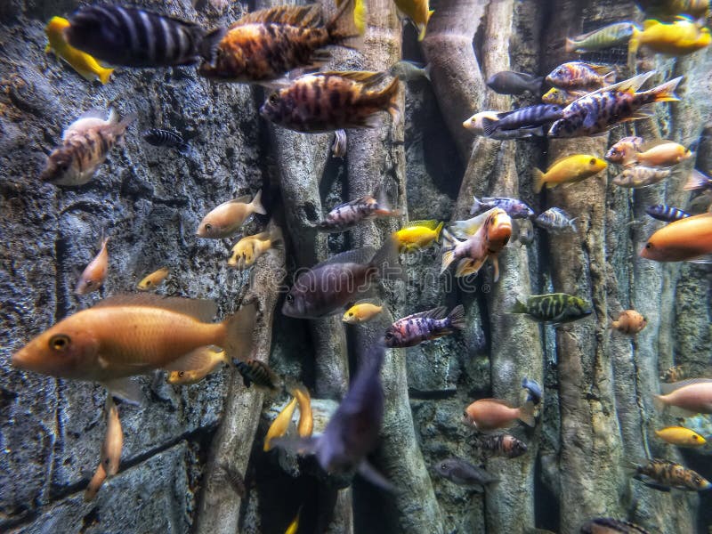 Various Types of Ornamental Fish with Various Colors in a Giant ...