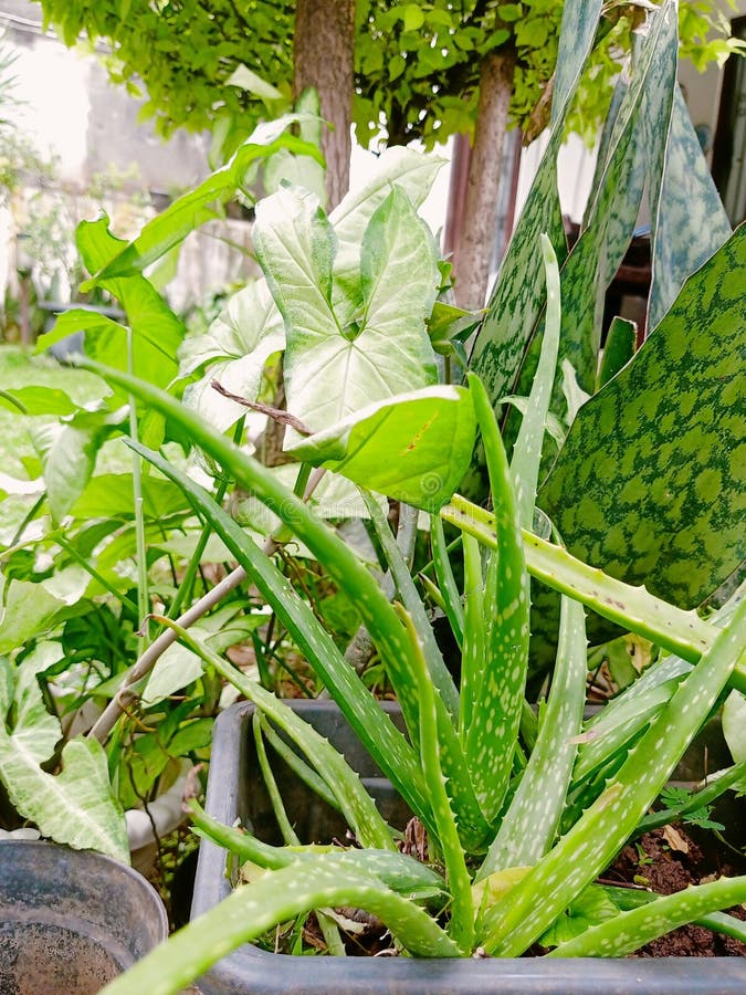 Various Types of Patterns Take Place Inside the Leaf of the Decorative ...