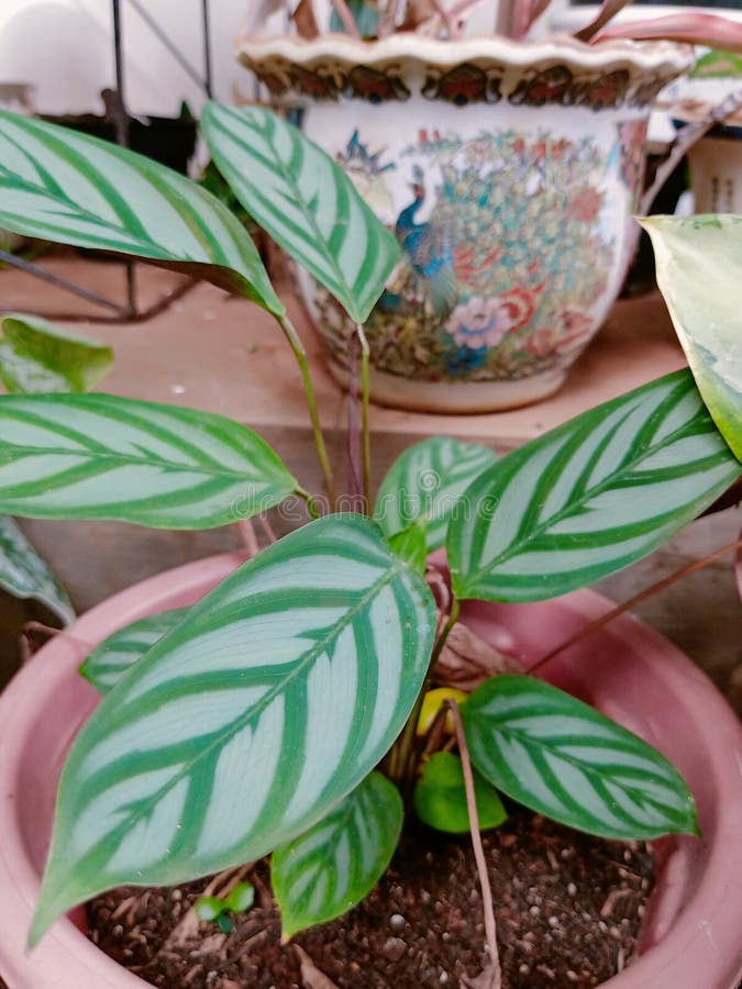 Various Types of Patterns Take Place Inside the Leaf of the Decorative ...