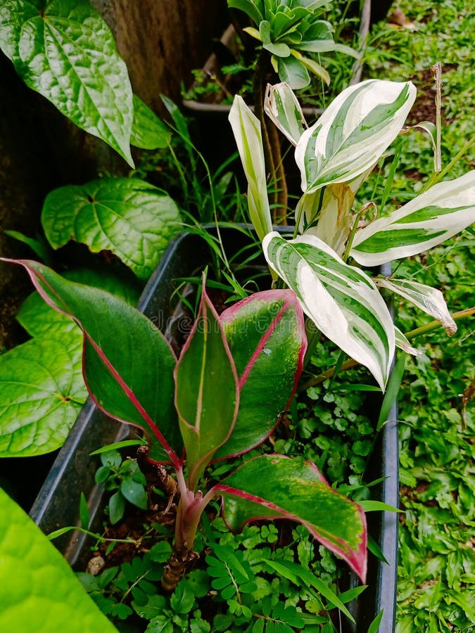 Various Types of Patterns Take Place Inside the Leaf of the Decorative ...